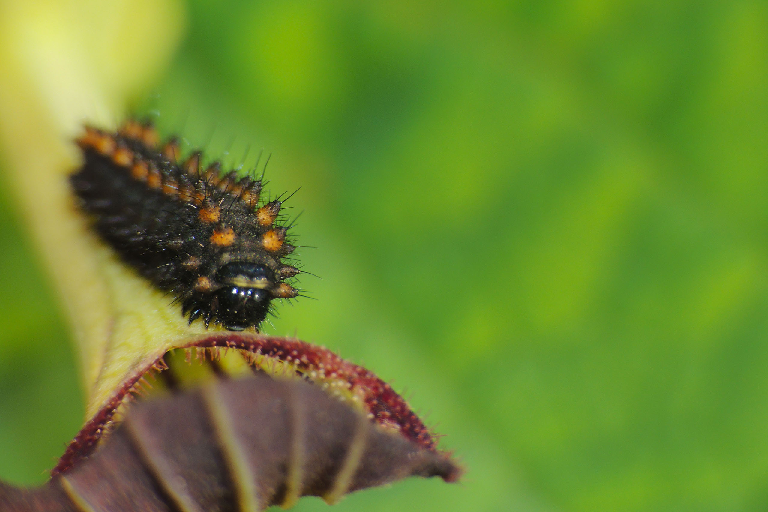 Polissena, Zerynthia polyxena • animalwatching.it